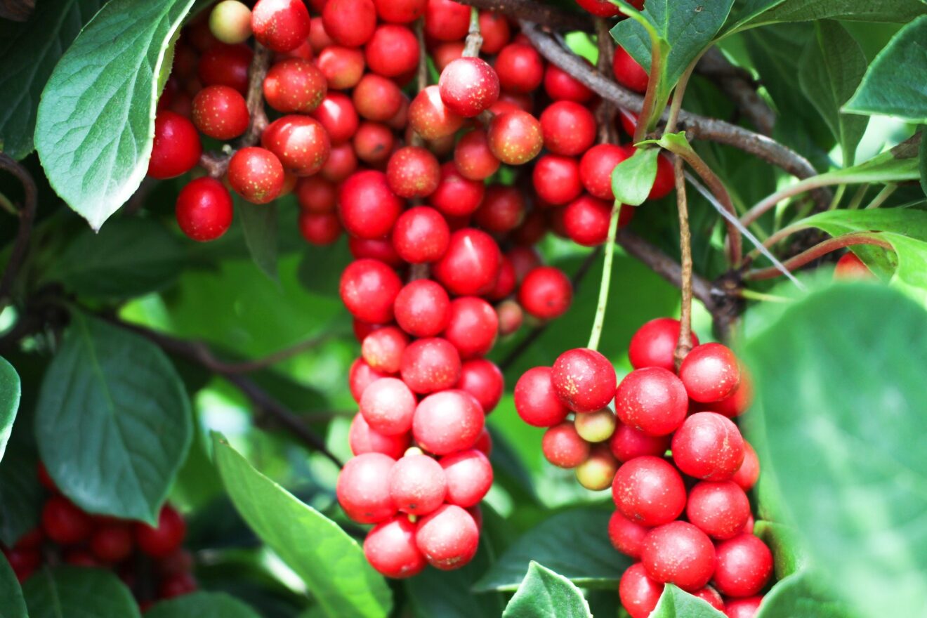 Baga dos 5 sabores - Dorca Plantas