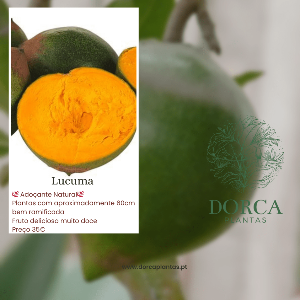 Lúcuma Enxertada ( Pouteria Lucuma) - Dorca Plantas