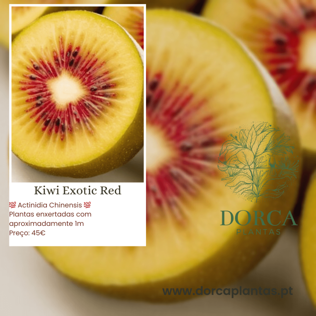 Kiwi Exotic Red Fêmea (Actinidia Chinensis) - Dorca Plantas